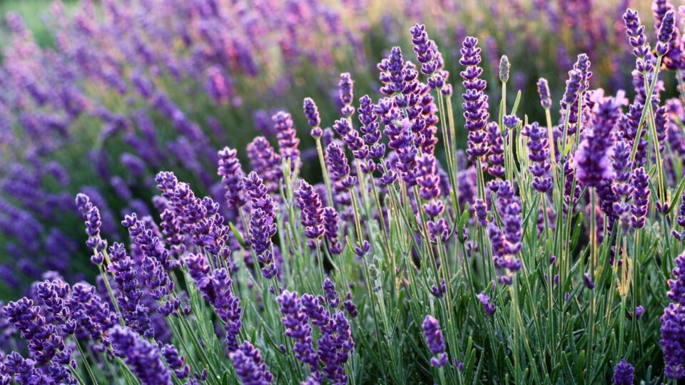 27 Heat-Resistant Plants That Will Keep Your Garden Green All Summer