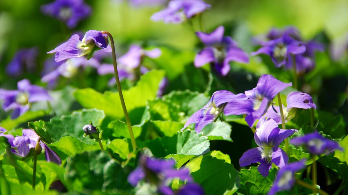 Here Are 20 Reasons Why You Should Keep Wild Violets In Your Yard