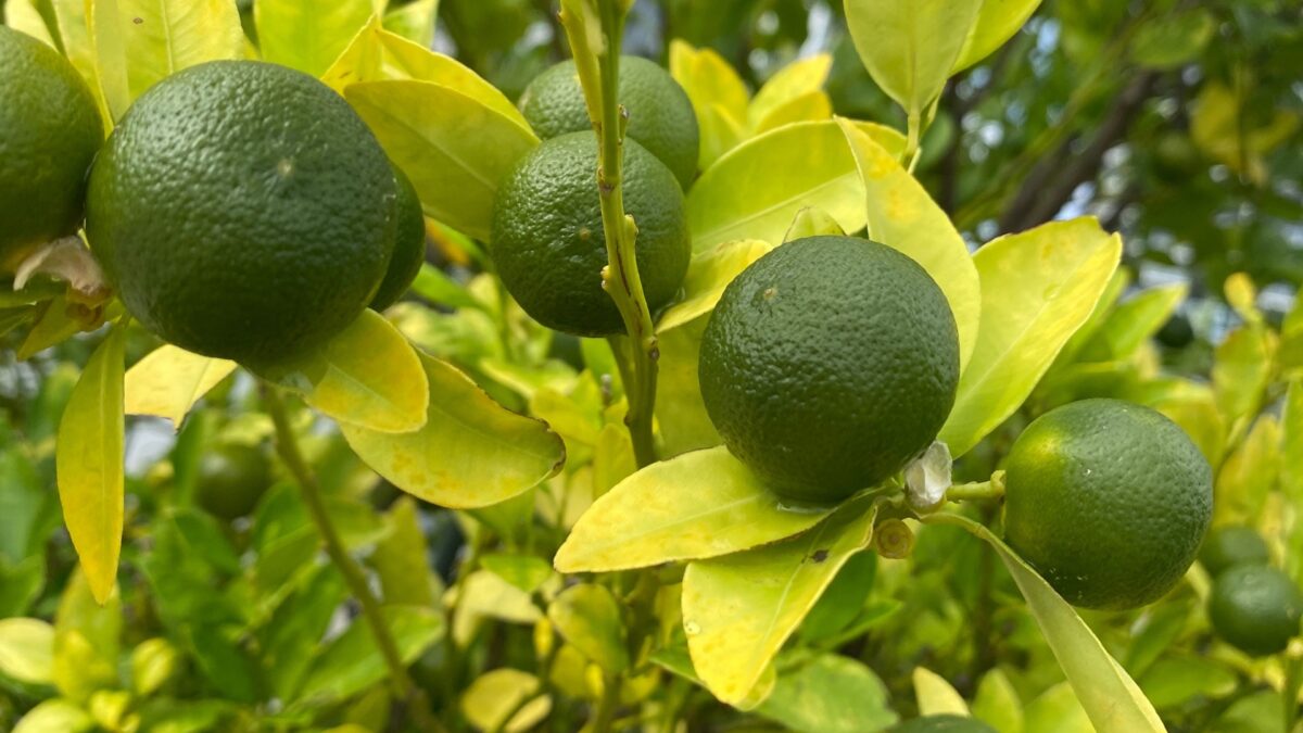 How To Get A Lime Tree To Fruit – 21 Must-Know Tips For A Thriving ...