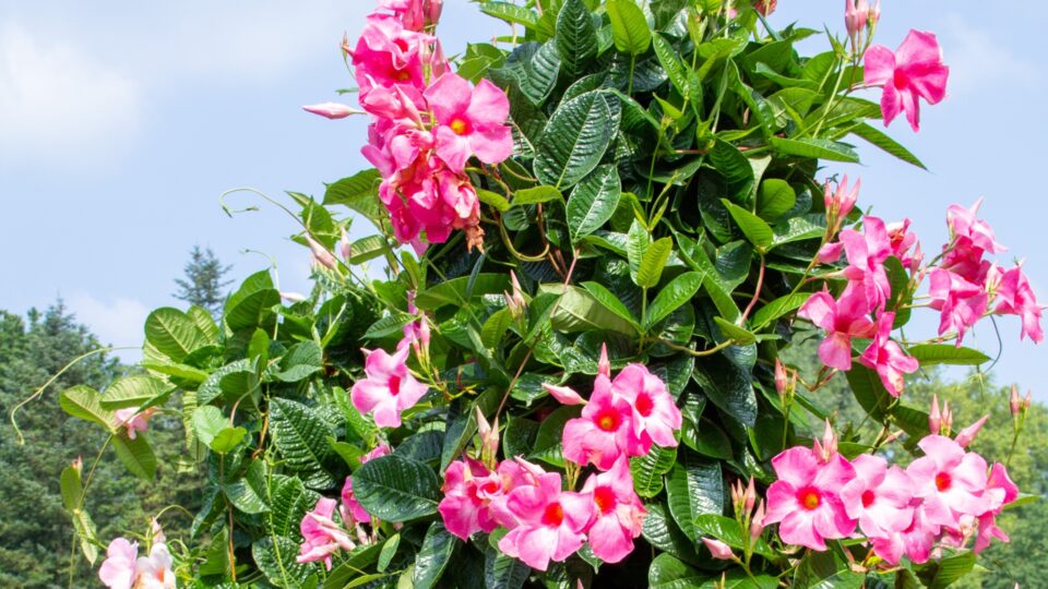 How To Grow A Stunning Mandevilla Plant (Plus Expert Tips To Avoid ...