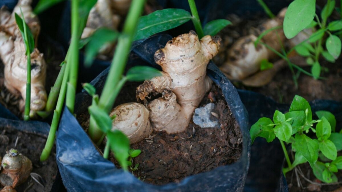 How To Grow Ginger In Containers And Get A Huge Harvest-26 Easy Steps ...