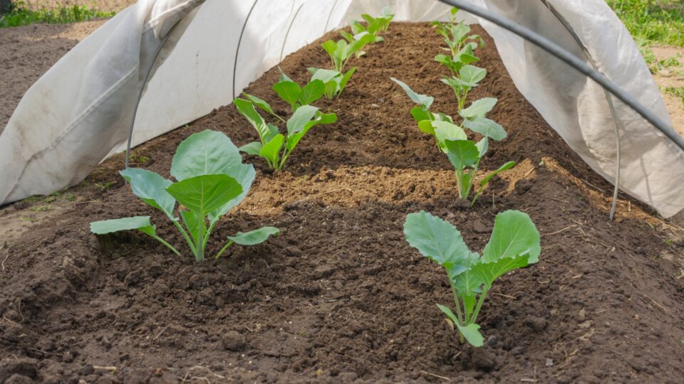 How To Protect Your Young Seedlings From Unexpected Frosts – 23 Ways ...