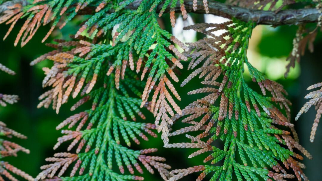 If Your Cedar Tree Is Looking Sickly, These 23 Diseases Might Be To Blame