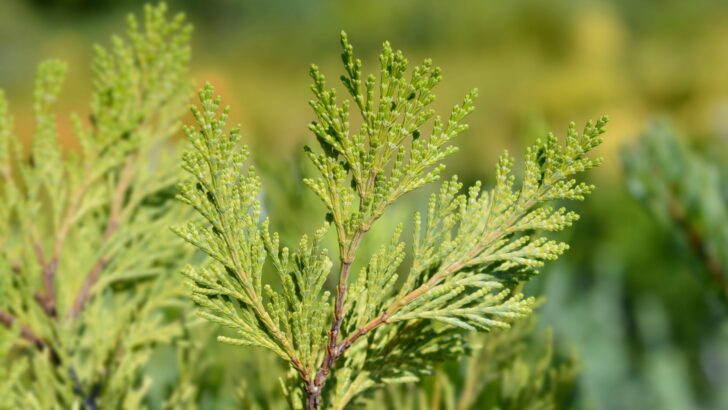29 Fast-Growing Evergreen Trees That Will Be Tall Before You Know It