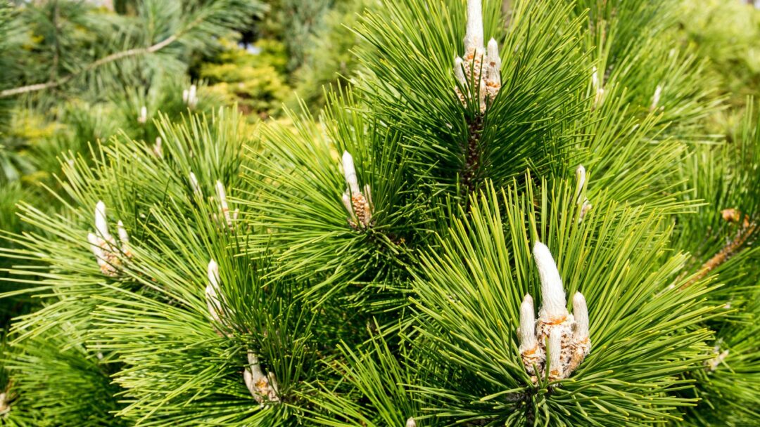 29 Fast-Growing Evergreen Trees That Will Be Tall Before You Know It