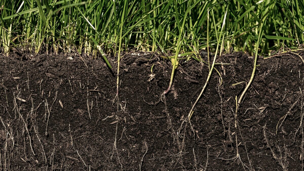 22 Mistakes To Avoid When Dormant Seeding Your Lawn (And How To Get The ...