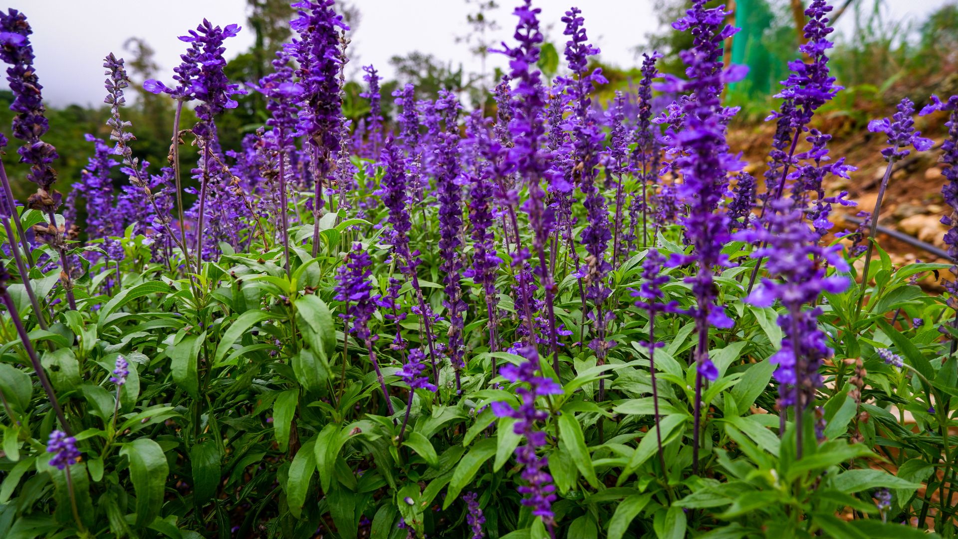 Make Sure To Start Growing These 29 Flower Seeds Early Before Spring Starts
