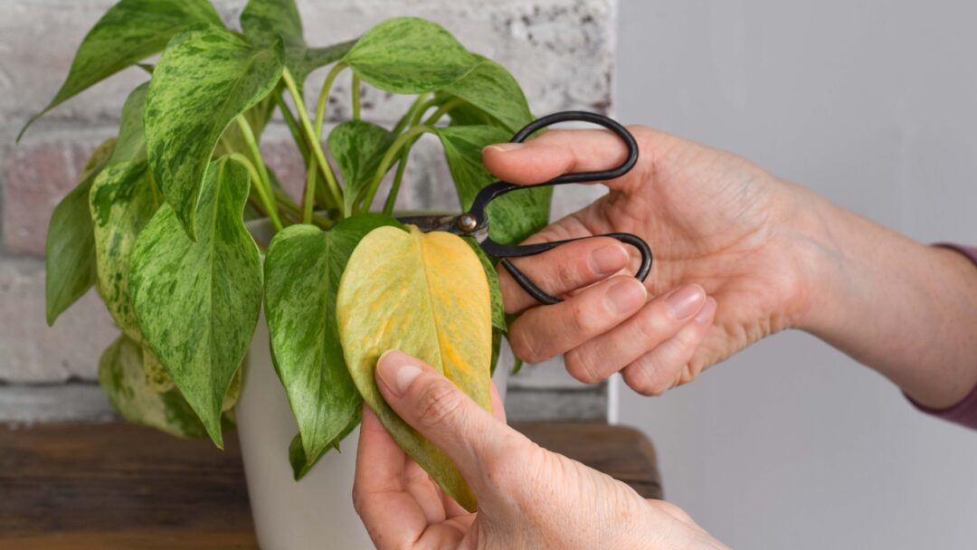 Stop Your Pothos Leaves From Turning Yellow – 23 Warning Signs You ...