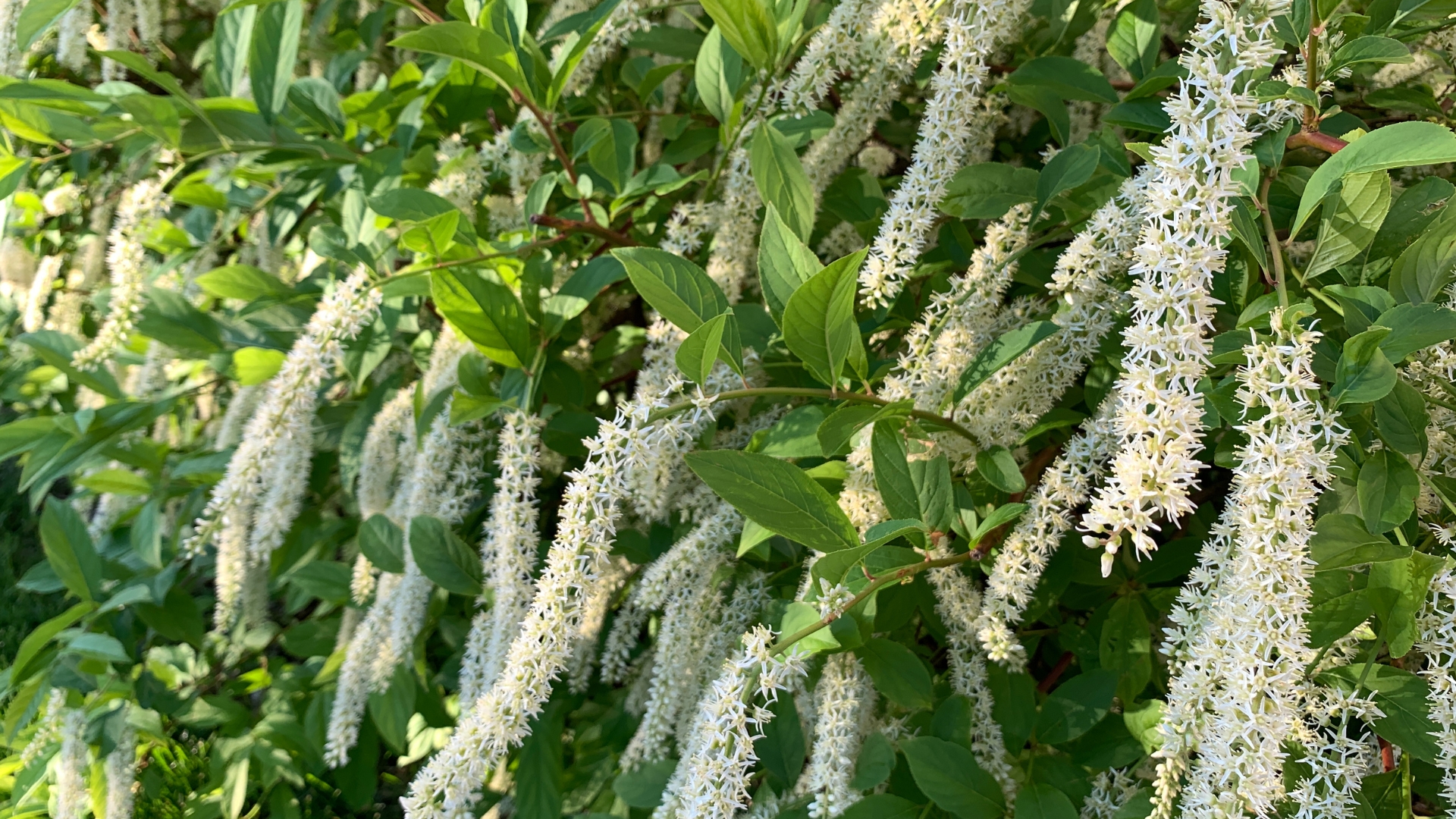 35 Easy-Care Flowering Bushes That Won’t Require Constant Attention