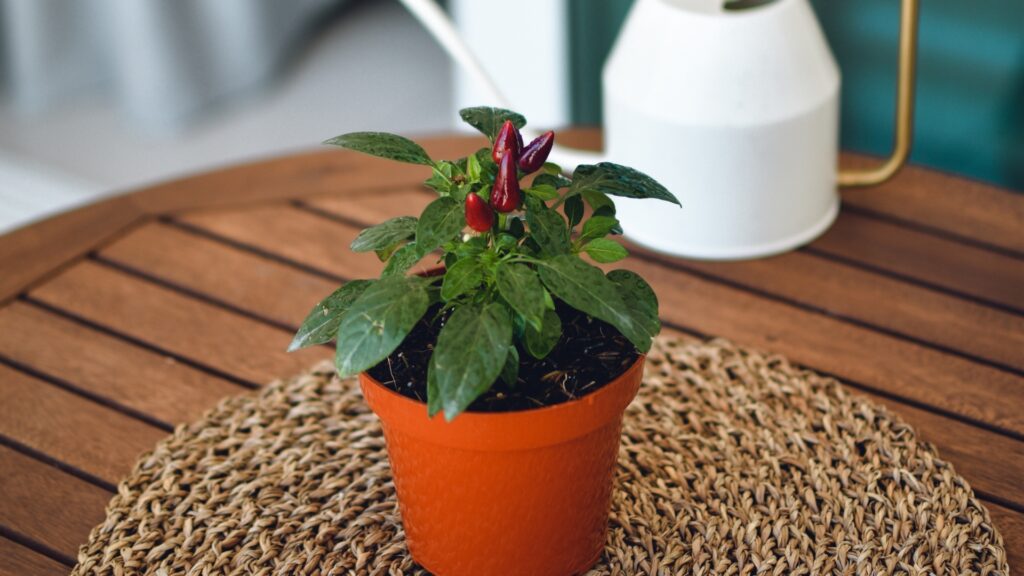 The 10 Best Peppers To Start Indoors Before The Last Frost (And Why It ...