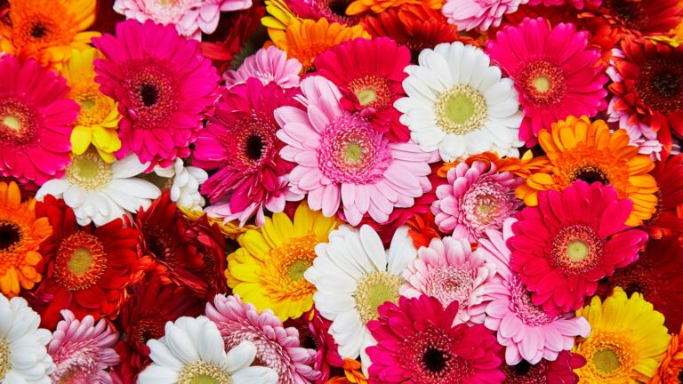 The 15 Most Beautiful Sunset-Inspired Pink, Yellow And Orange Flowers ...