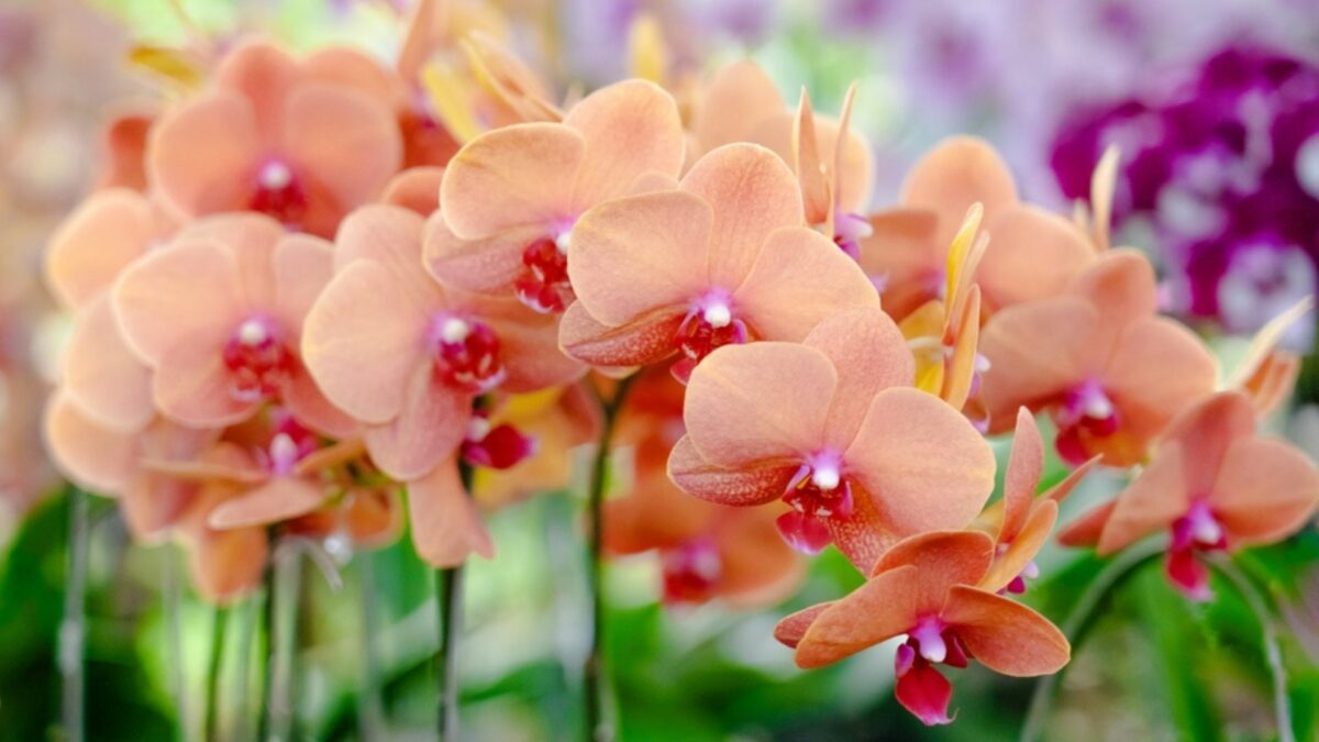 The Best 31 Hypoallergenic Flowers For Allergy Sufferers (Breathtaking ...