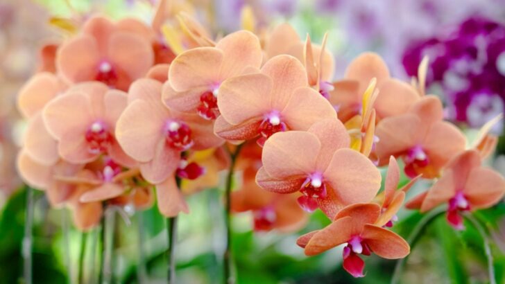 The Best 31 Hypoallergenic Flowers For Allergy Sufferers (Breathtaking ...