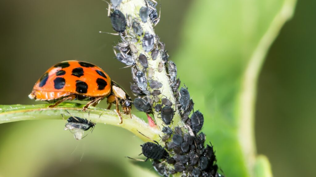 The Best Organic Pest Control Methods – 25 Brilliant Solutions That ...