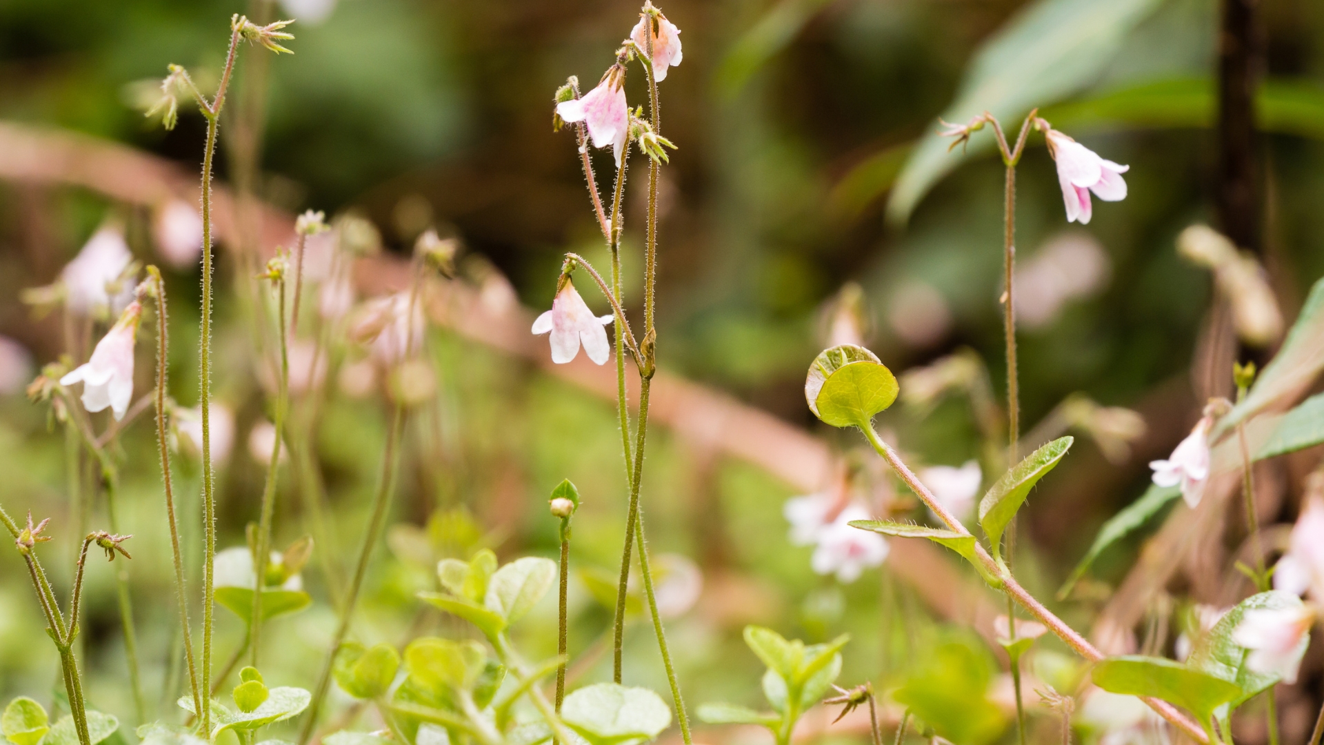 17 Lush Groundcovers That Turn Tree Shade Into A Garden Oasis — Plus A ...