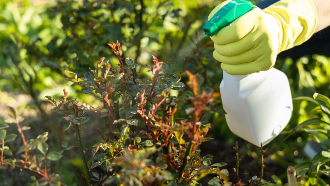 15 Secrets To A Pest-Free Garden Without Harmful Chemicals