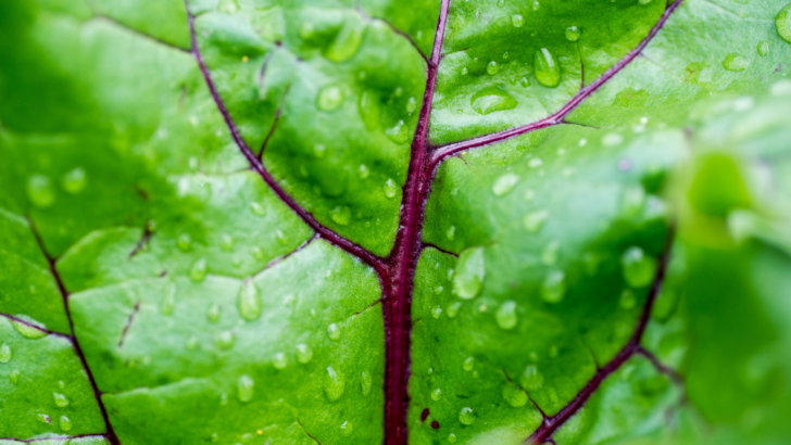 30 Stunning Plants With Red Stems For Your Garden (Plus A Few More ...