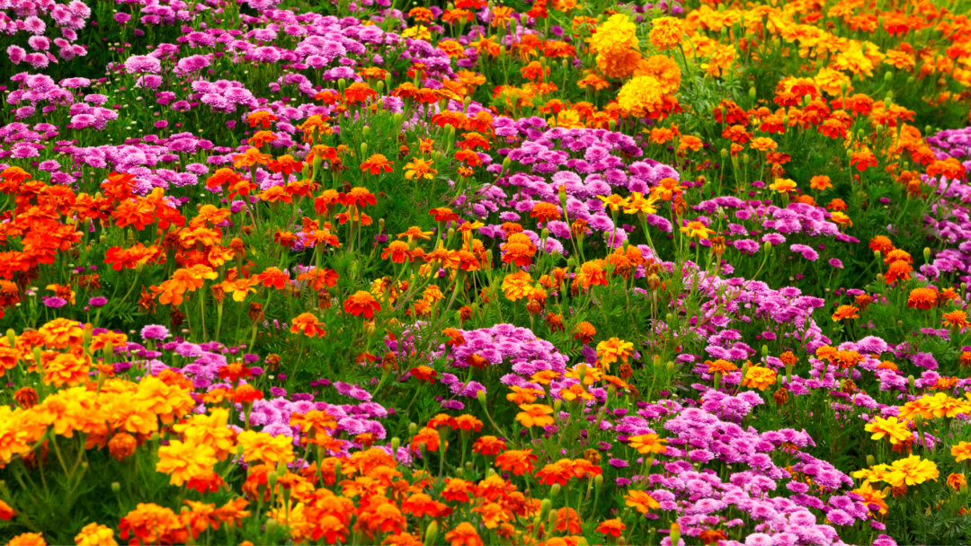 30 Best Annual Flowers To Grow For A Beautiful Garden (And A Few That ...
