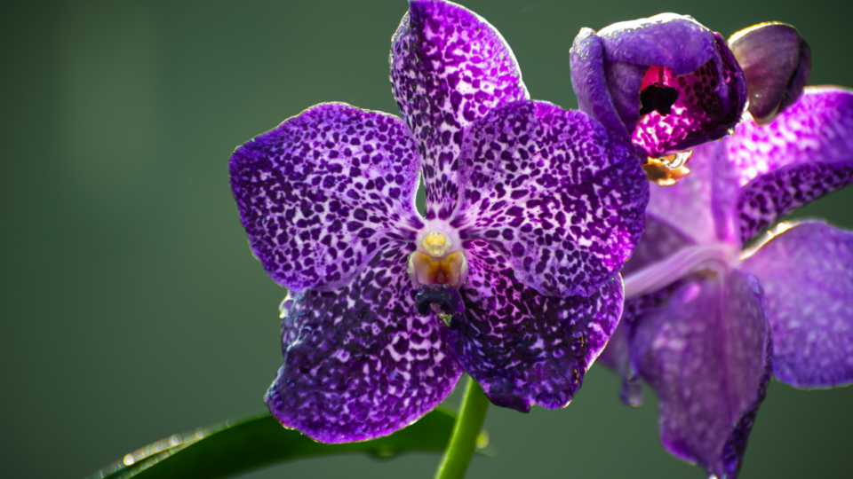 20 Cool-Toned Blooms That’ll Transform Your Spring Garden Design (Plus ...