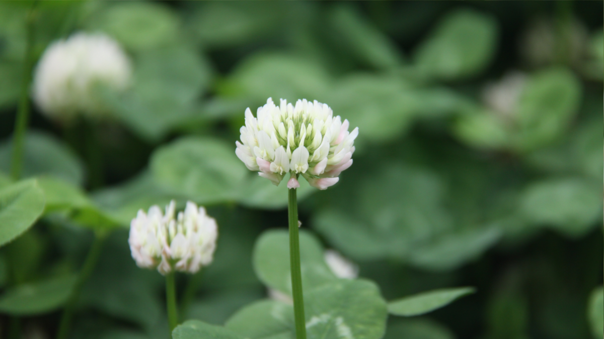 20 Benefits Of Growing A Clover Lawn (Plus Some Disadvantages Worth ...