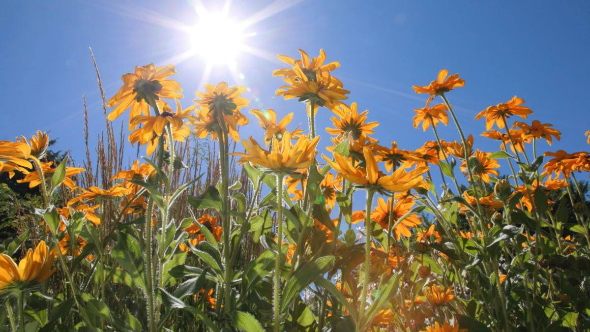 Over 20 Plants & Flowers That Love Full Sun And Heat (Plus The Ones ...