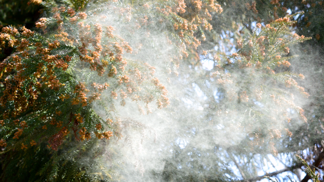 25 Common Garden Plants That Trigger Allergies (Plus A Few More To ...