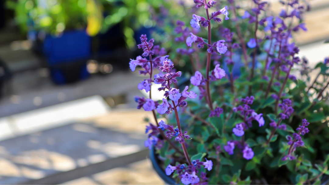 20 Ways To Grow Catmint In Pots (Experts Revealed Secrets For A ...