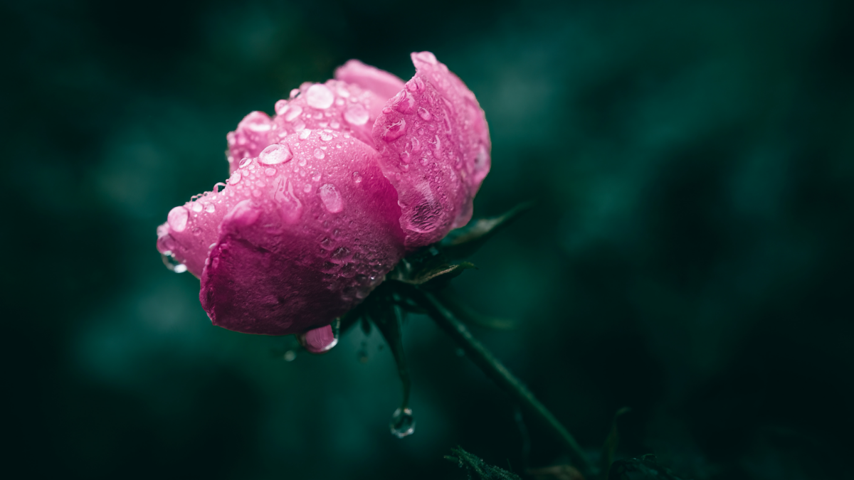Top 30 Shrubs And Perennials For A Rain-Loving PNW Garden (Plus 10 ...