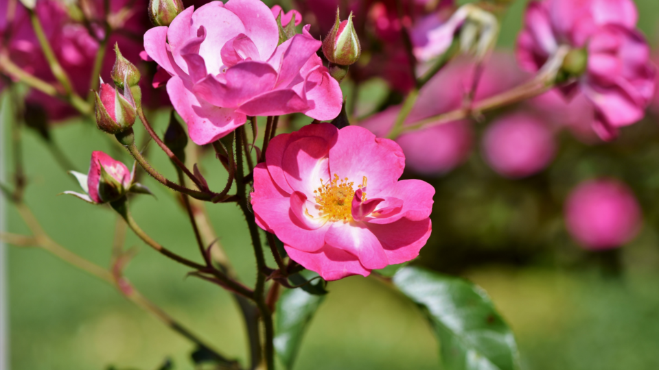 25 Tough Wild Roses That Will Flourish In Your Backyard (Plus 5 That ...