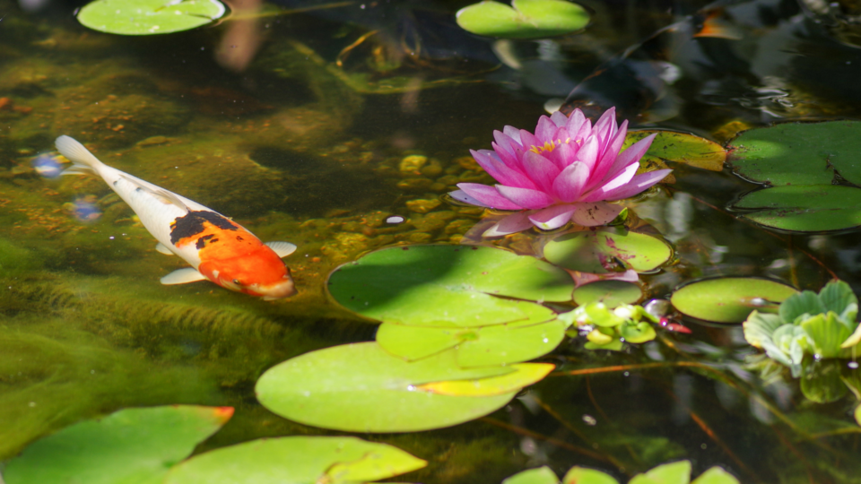 20 Best Plants For Koi Ponds (Plus A Few Extra Picks)