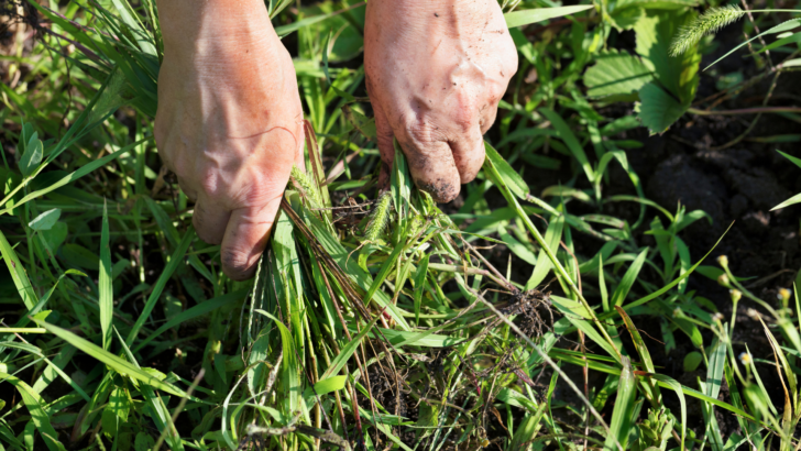 20 Ways To Control Weeds In Your Garden This Spring (Plus 10 Things To ...