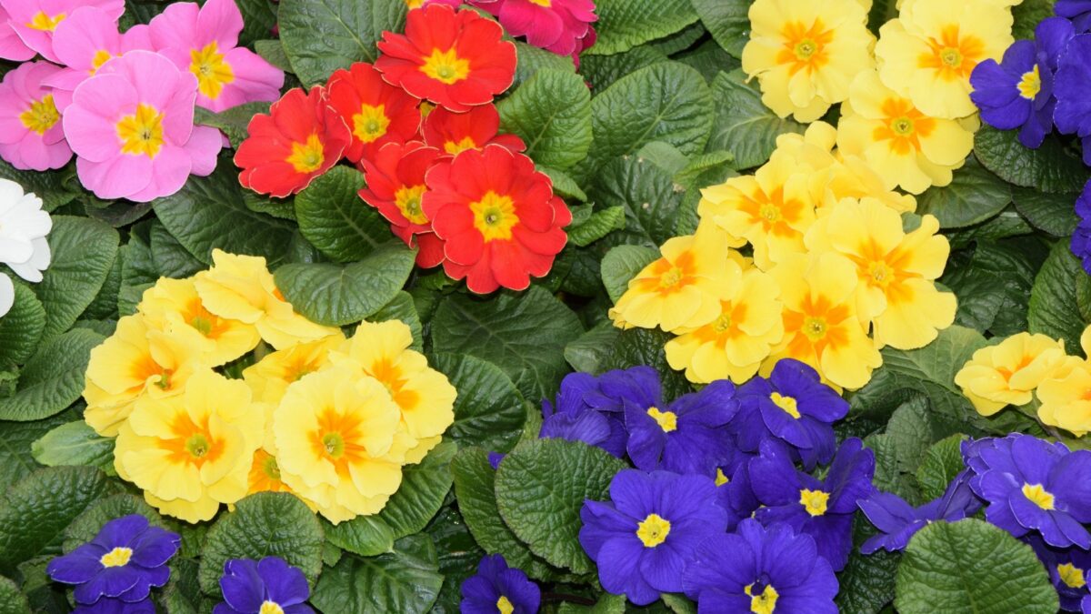 Want To Grow Primroses? Here Are 20 Things You Should Do