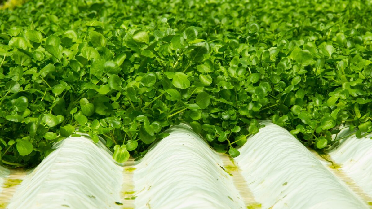 30 Plants Perfect For A Hydroponic Indoor Garden