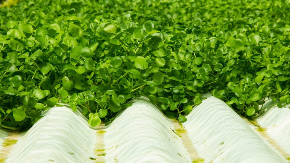 30 Plants Perfect For A Hydroponic Indoor Garden