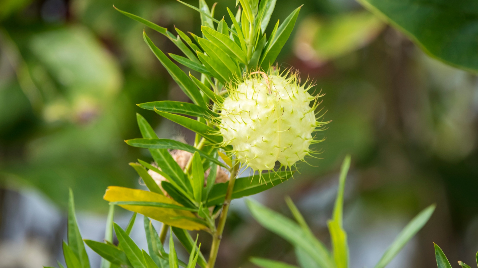 34 Striking White Perennials That Will Never Leave Your Garden Once Planted