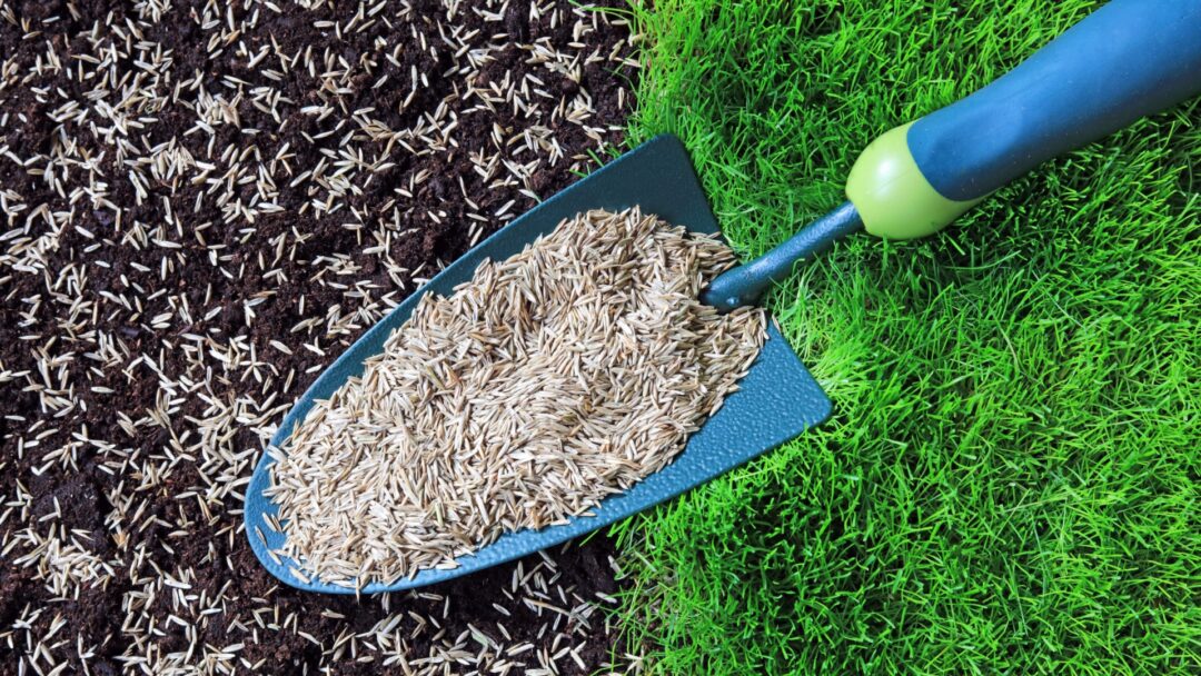 Why Covering Your Grass Seed With These Materials Is Key To A Lush Lawn