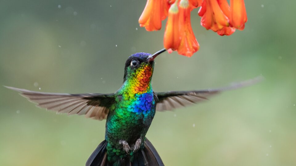 Why These Sweet-Smelling Flowers Are Worth Planting – Hummingbirds Will ...