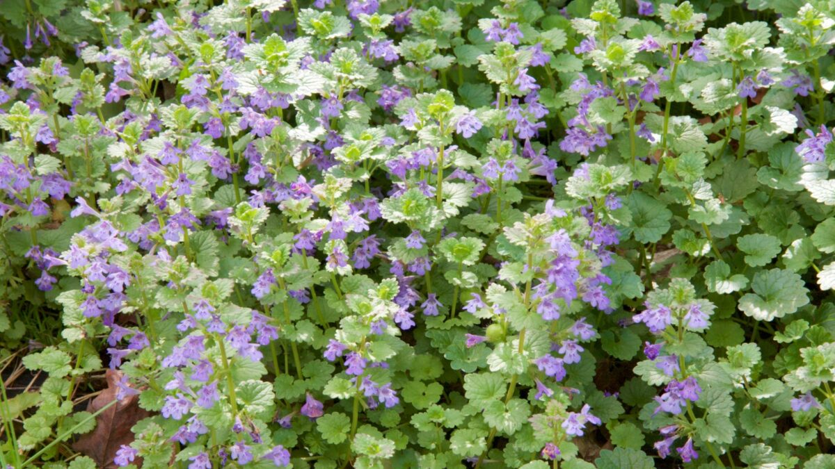 Why You’re Struggling To Get Rid Of Creeping Charlie (And The Fixes ...