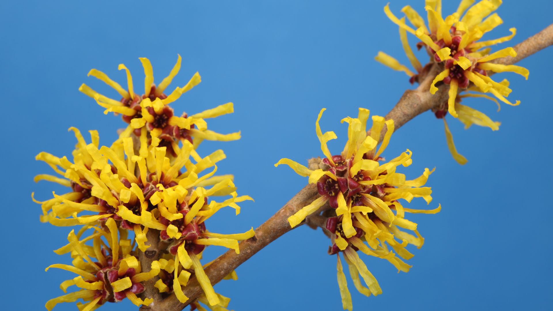 32 Best Flowering Shrubs To Make Your Landscape Sing