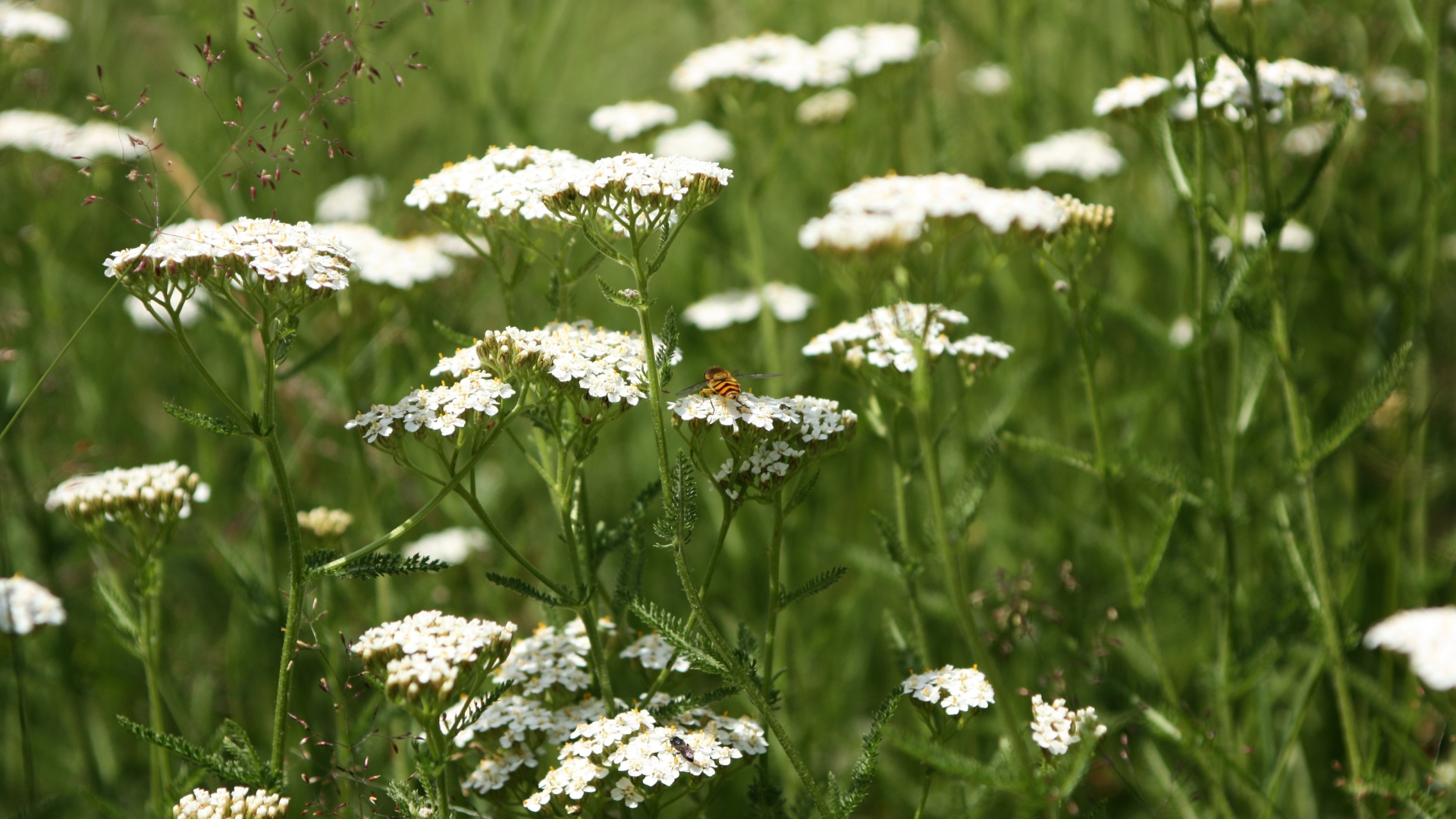 24 Easy No-Mow Grass Alternatives For Your Lawn (Plus Eco-Friendly ...