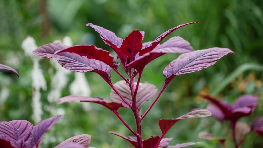 29 Drought-Resistant Vegetables To Add To Your Garden (Plus 3 That ...
