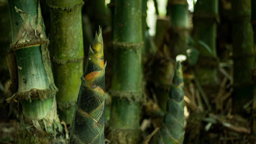 29 World's Fastest Growing Plants