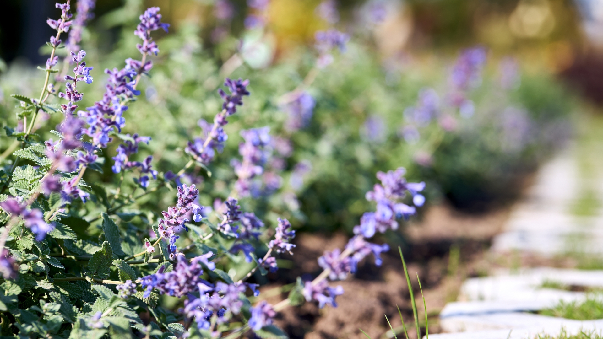 Grow This Stunning Lavender-Blue Plant If You Want More Hummingbirds In ...
