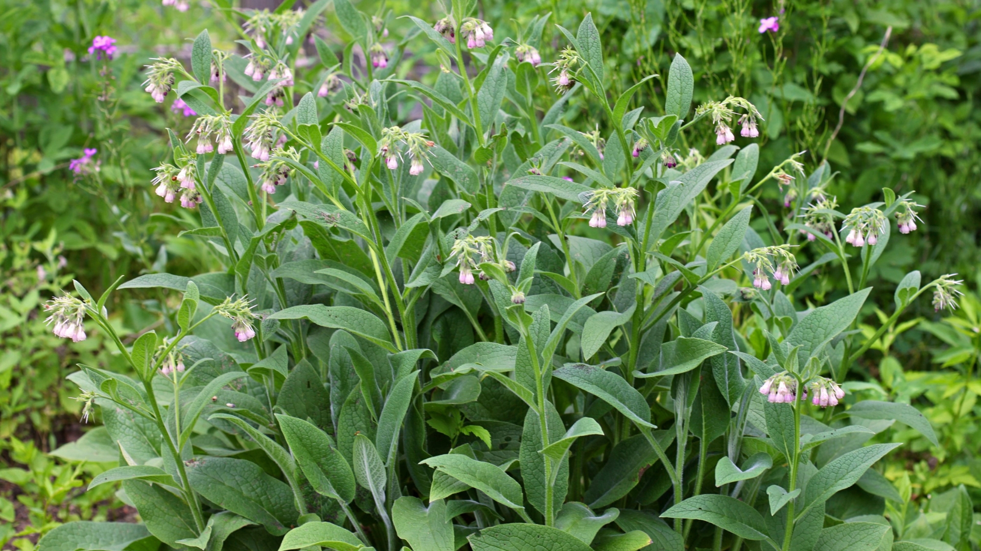 36 Highly Useful Plants To Grow In Your Garden