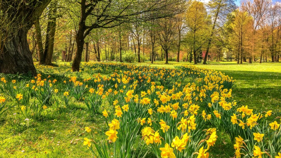 24 Smart Things to Do With Daffodils After Flowering to Keep Them ...