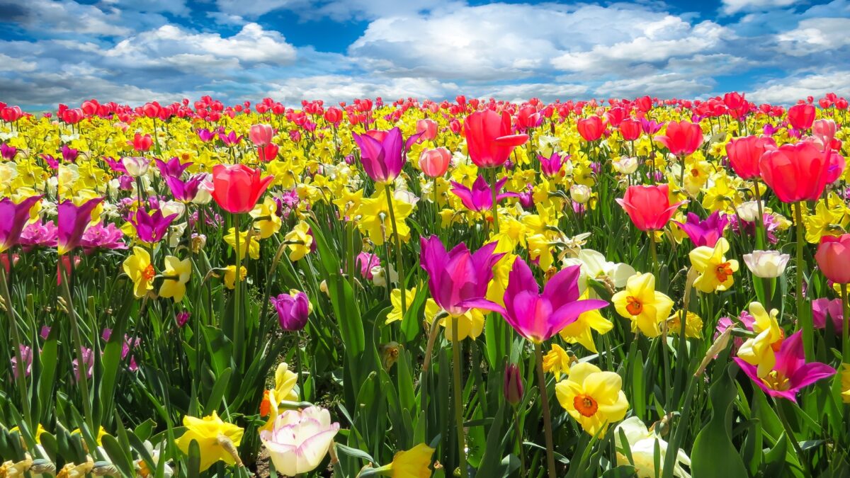 24 Smart Things to Do With Daffodils After Flowering to Keep Them ...