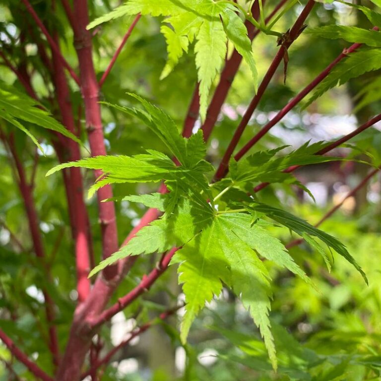 30 Stunning Plants With Red Stems For Your Garden (Plus A Few More ...