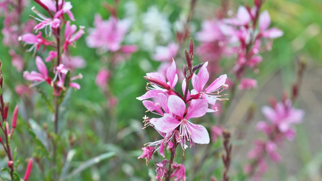 These 30 Perennial Flowers Are Ideal For Growing In Pots (Plus 8 That ...