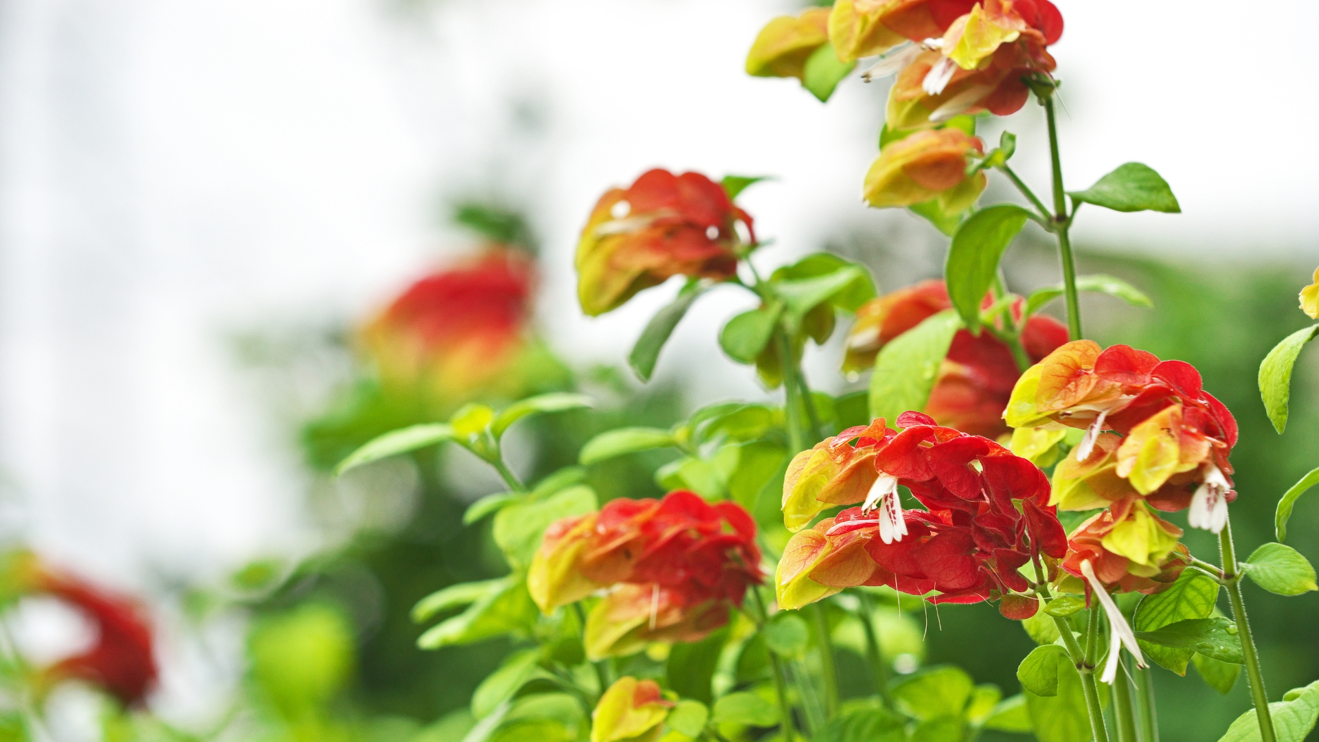 34 Plants That Hummingbirds Love The Most