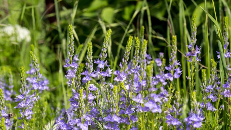 24 Filler Plants Ideal For Creating A Lush, Layered Garden That Looks ...